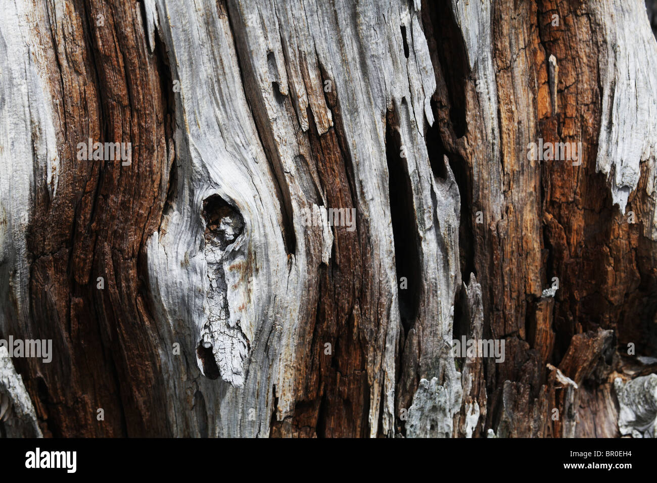Tree split hi-res stock photography and images - Alamy
