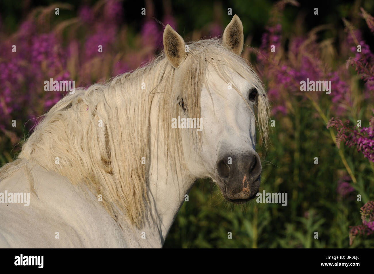 Connemara mare hi-res stock photography and images - Alamy