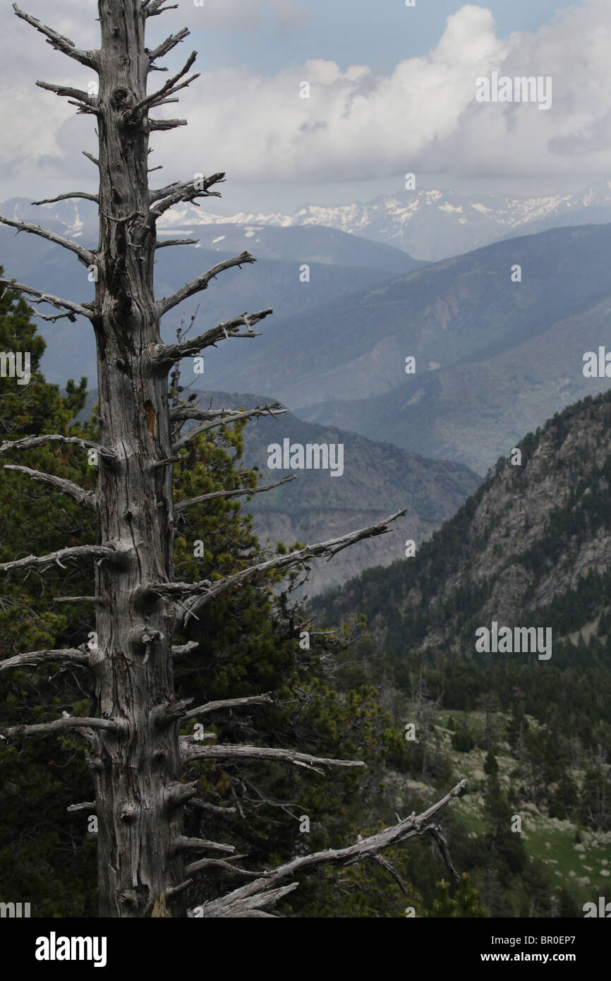 Sparse high alpine forsest on ascent from Espot to Estany Negre in Sant ...