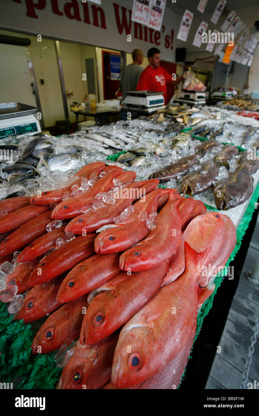 Red snapper at the fish market Stock Photo - Alamy