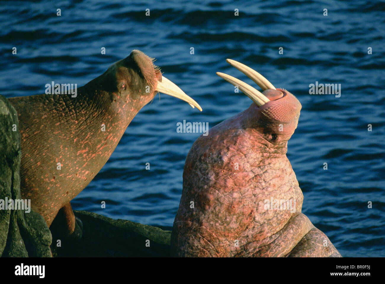 Odobenus rosmarus fighting hi-res stock photography and images - Alamy