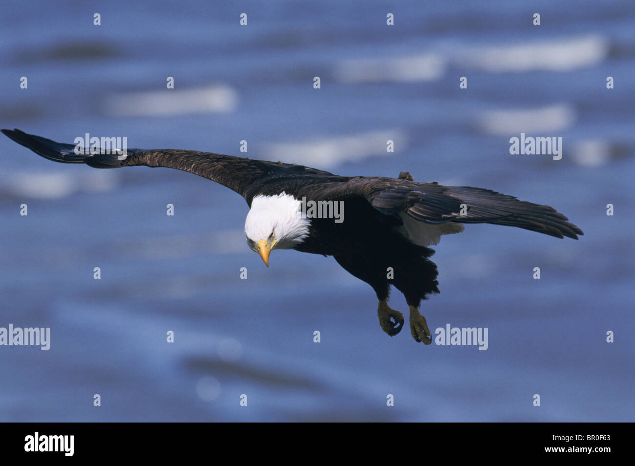 American bald eagle (Haliaeetus leucocephalus) in flight over ocean ...