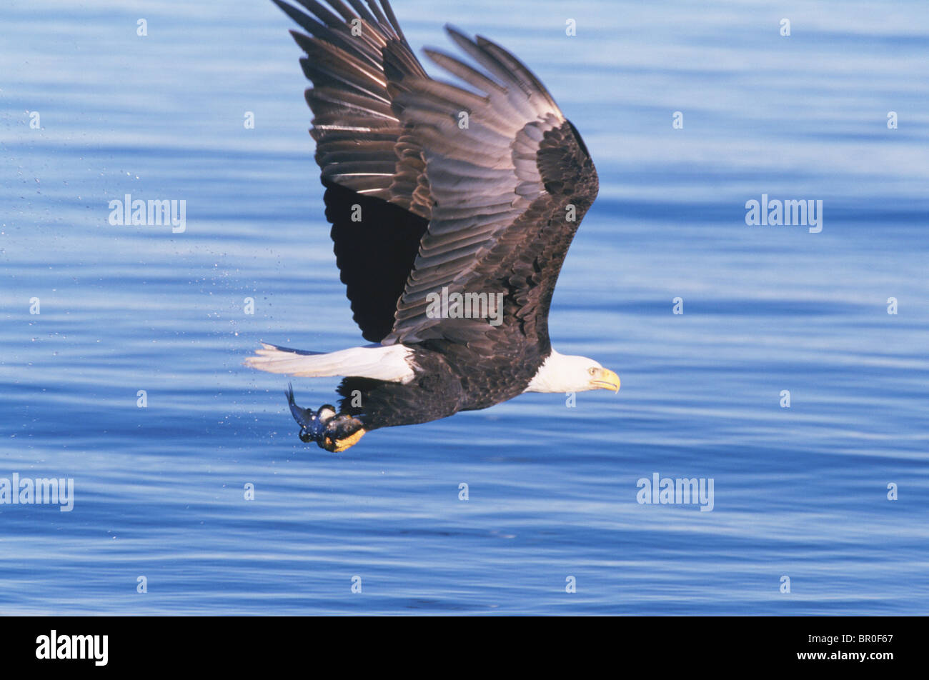 American bald eagle grabbing fish hi-res stock photography and images ...