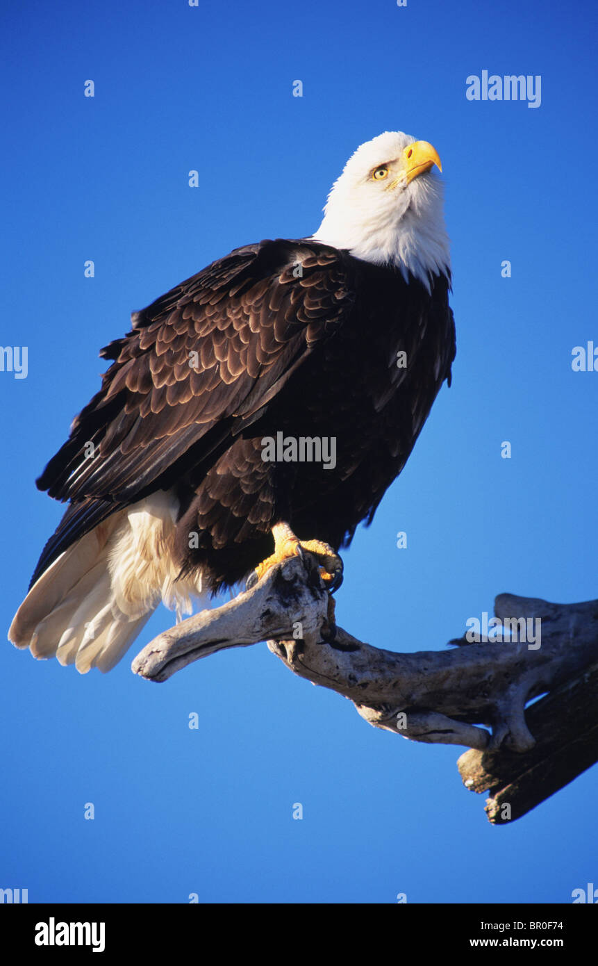 American bald eagle (Haliaeetus leucocephalus) portrait, full body ...
