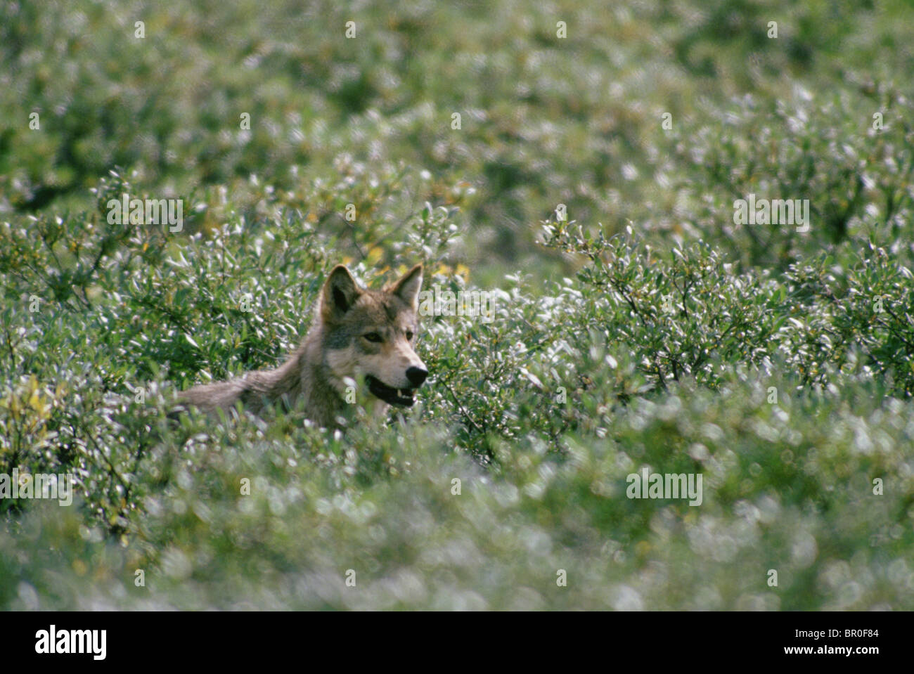 Gray wolf (Canus lupus) in Denali National Park Stock Photo - Alamy