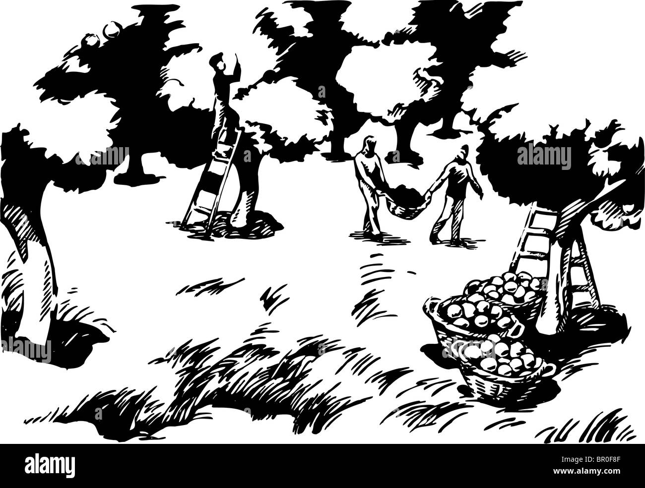 People harvesting apples in a plantation shown in black and white Stock ...