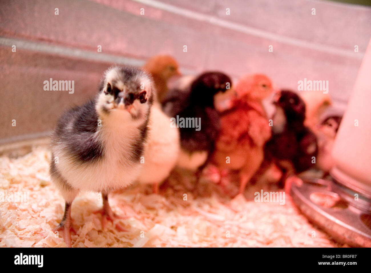 Baby chicks in a galvanized tub Stock Photo - Alamy