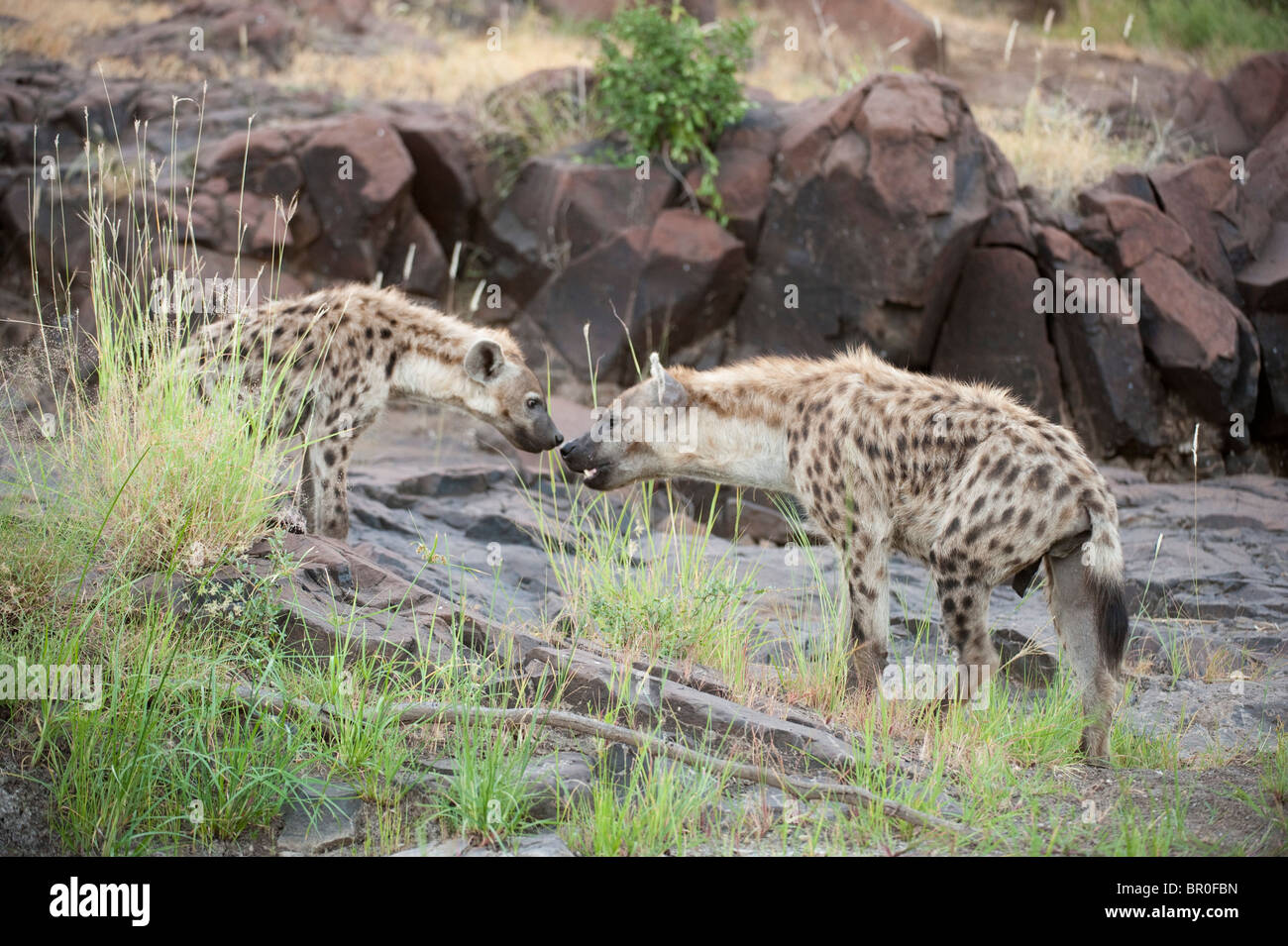 Spotted hyena (Crocuta crocuta), Mashatu Game Reserve, tuli block ...