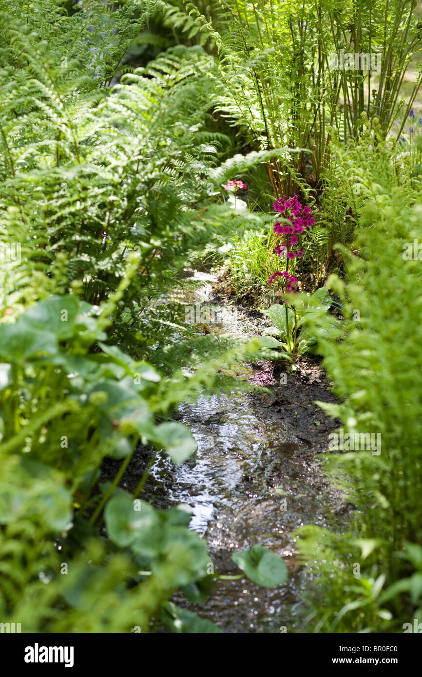 Ferns and stream Stock Photo - Alamy