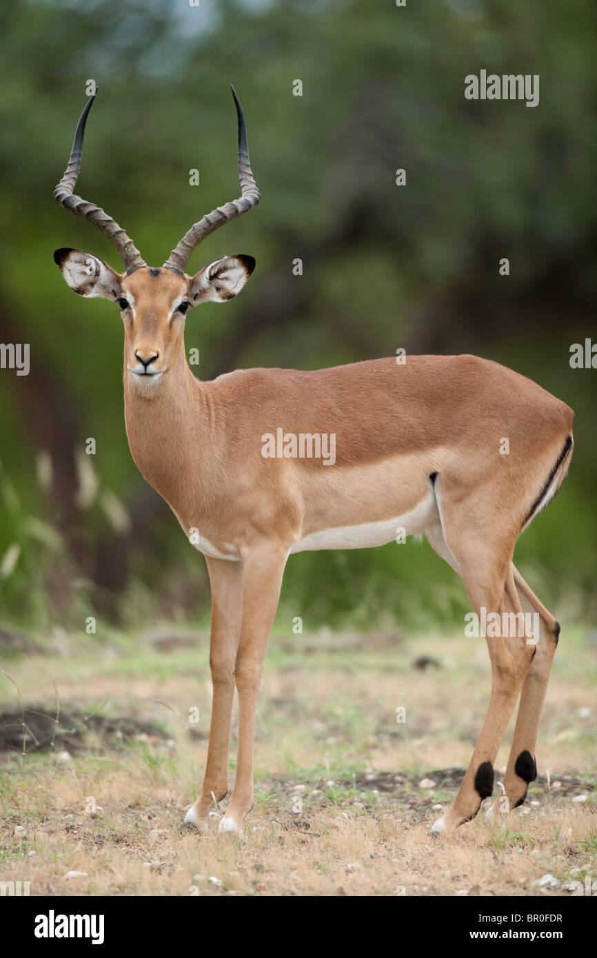 Impala (Aepyceros melampus), Mashatu Game Reserve, tuli block, Botswana ...