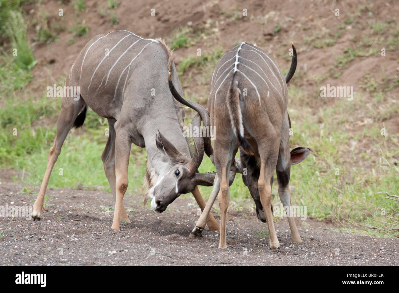 Greater kudu fighting (Tragelaphus strepsiceros, Mashatu Game Reserve ...