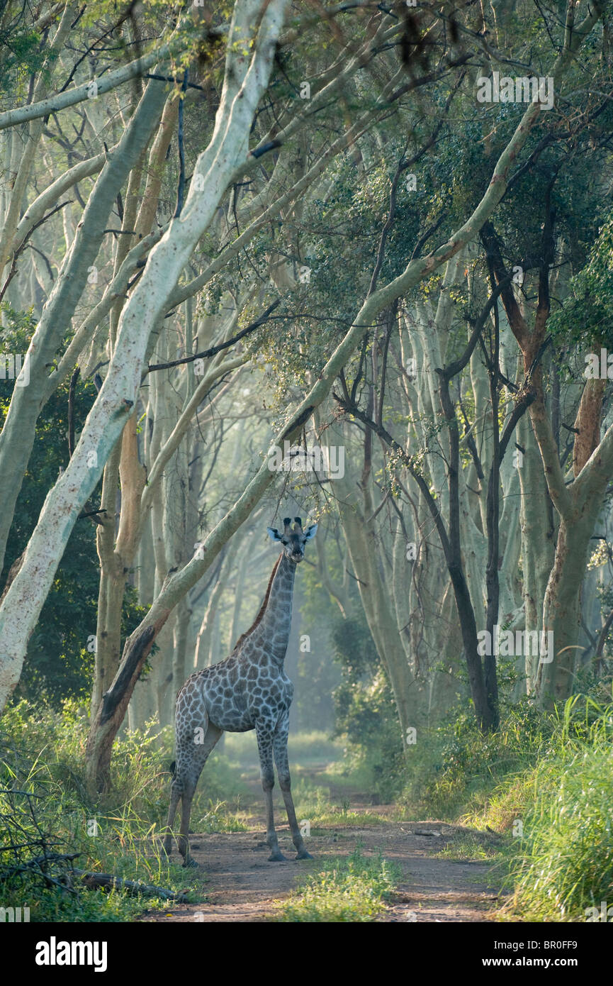 Giraffe nyala park malawi hi-res stock photography and images - Alamy