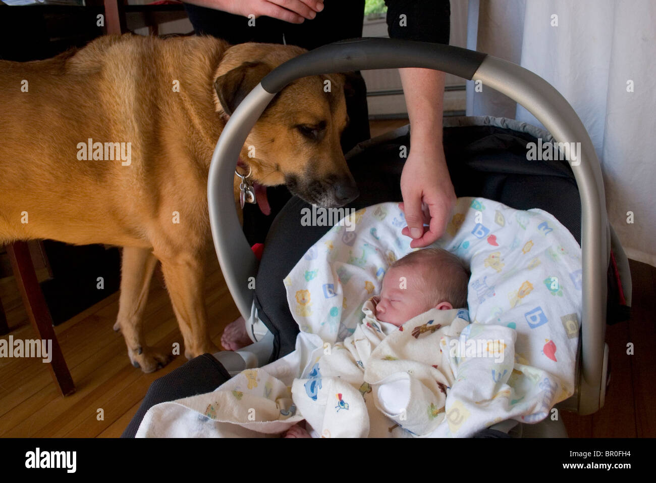How Old Baby Meet Dog