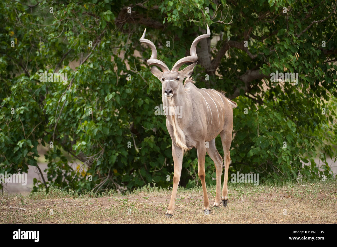 Greater kudu (Tragelaphus strepsiceros, Mashatu Game Reserve, tuli ...