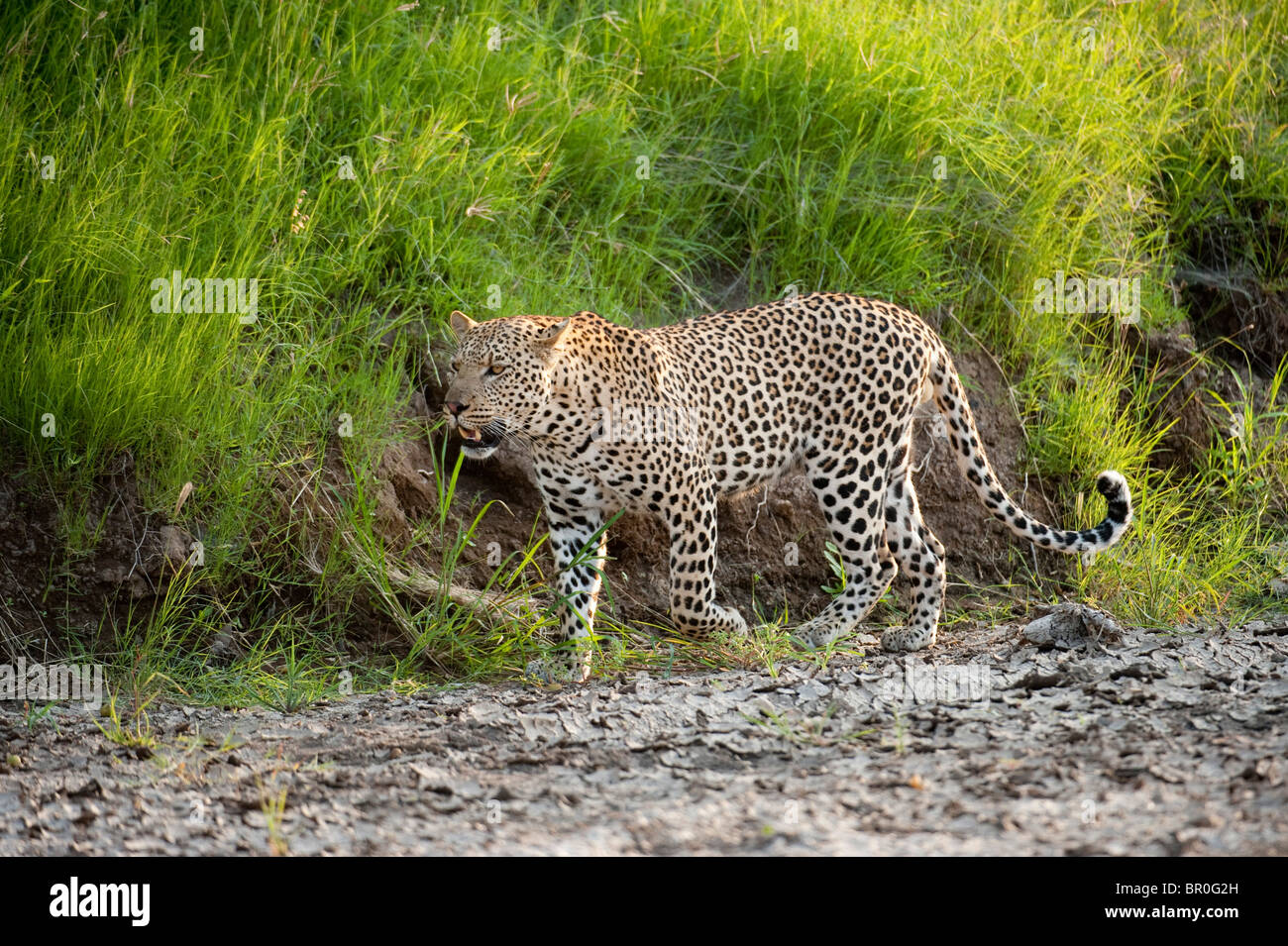 Leopard walking (Panthera pardus), Mashatu Game Reserve, tuli block ...