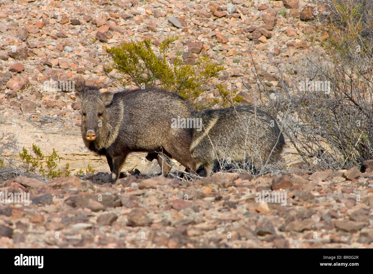 Javelinas big bend national park hi-res stock photography and images ...