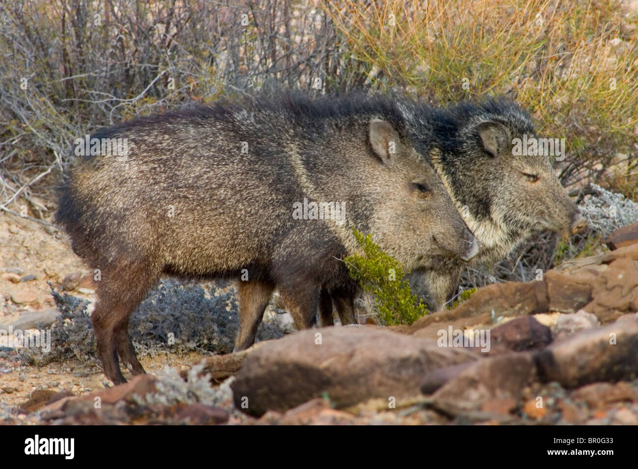 Javelinas big bend national park hi-res stock photography and images ...