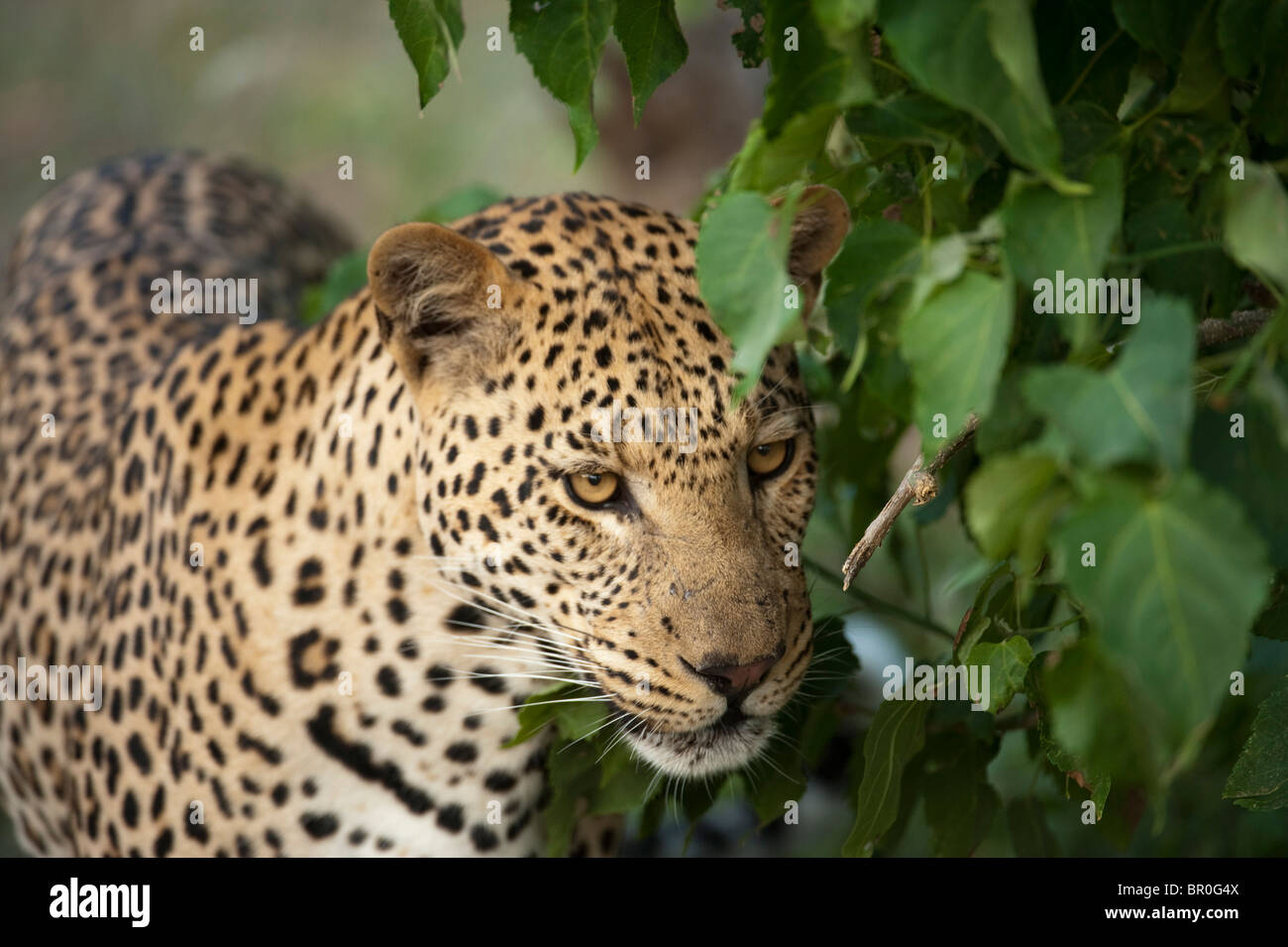 Leopard (Panthera pardus), Mashatu Game Reserve, tuli block, Botswana ...