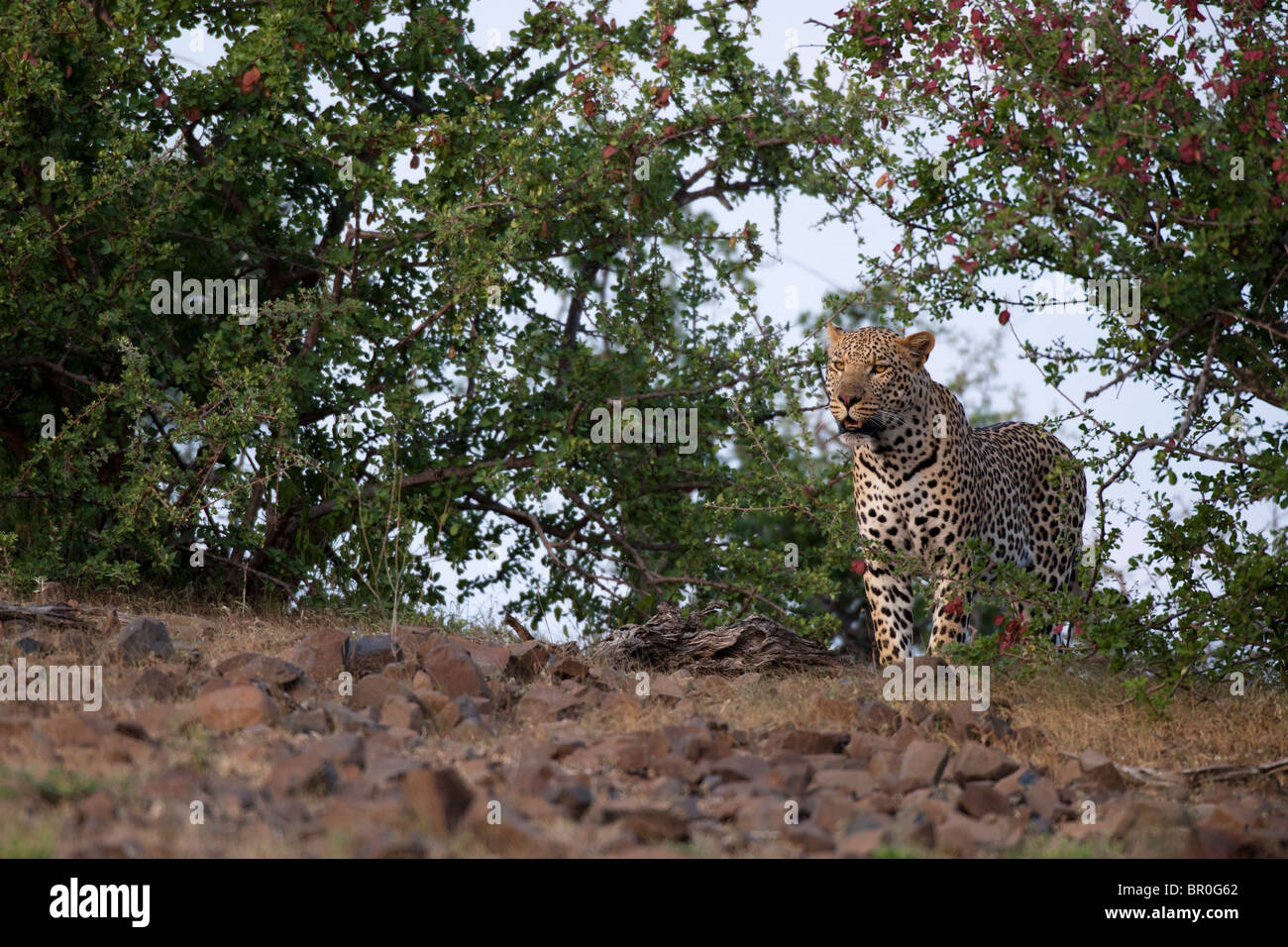 Leopard (Panthera pardus), Mashatu Game Reserve, tuli block, Botswana ...