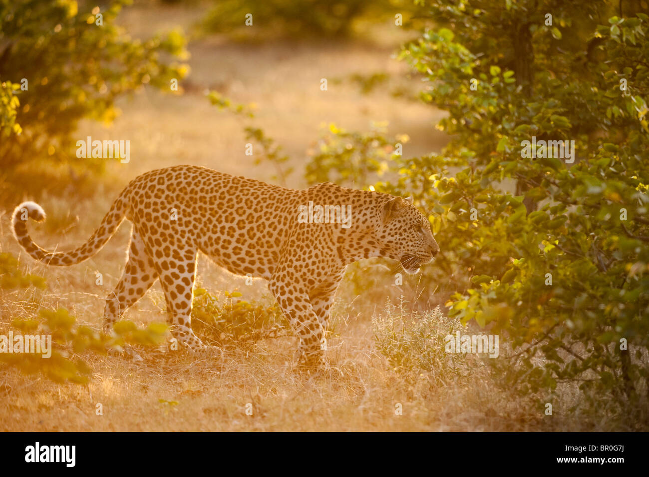 Leopard walking (Panthera pardus), Mashatu Game Reserve, tuli block ...