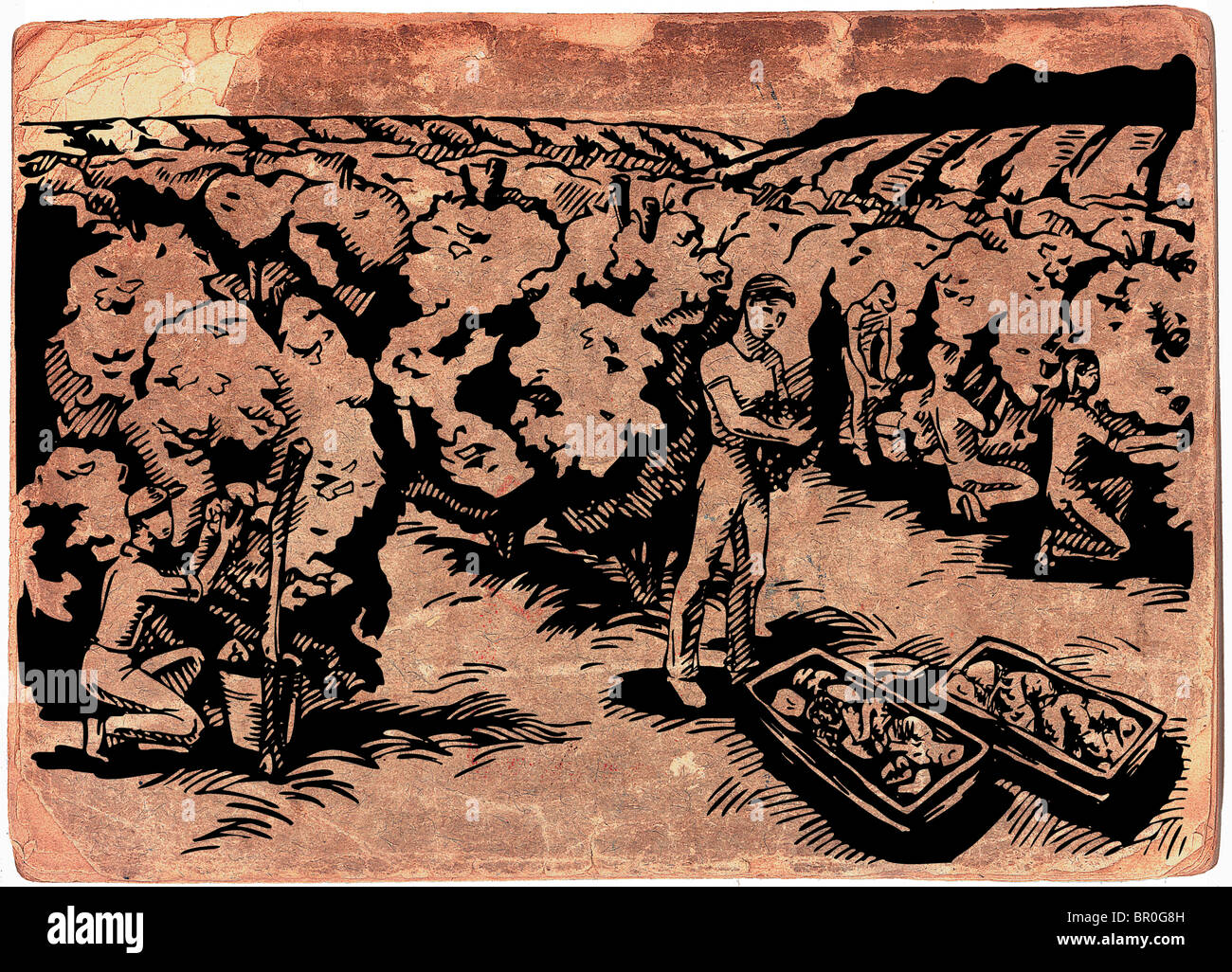 People harvesting berries Stock Photo - Alamy