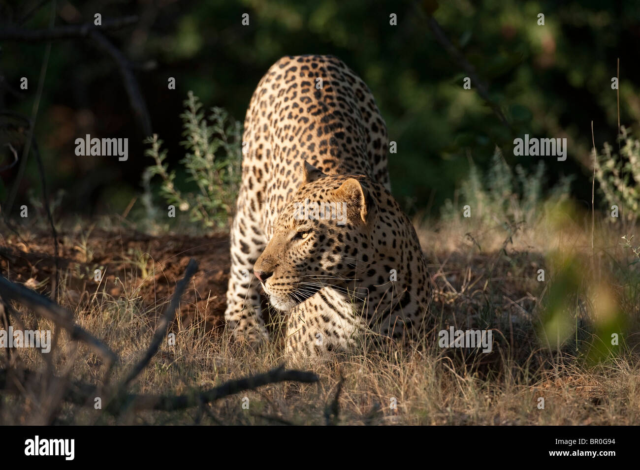 Leopard looking in a burrow (Panthera pardus), Mashatu Game Reserve ...