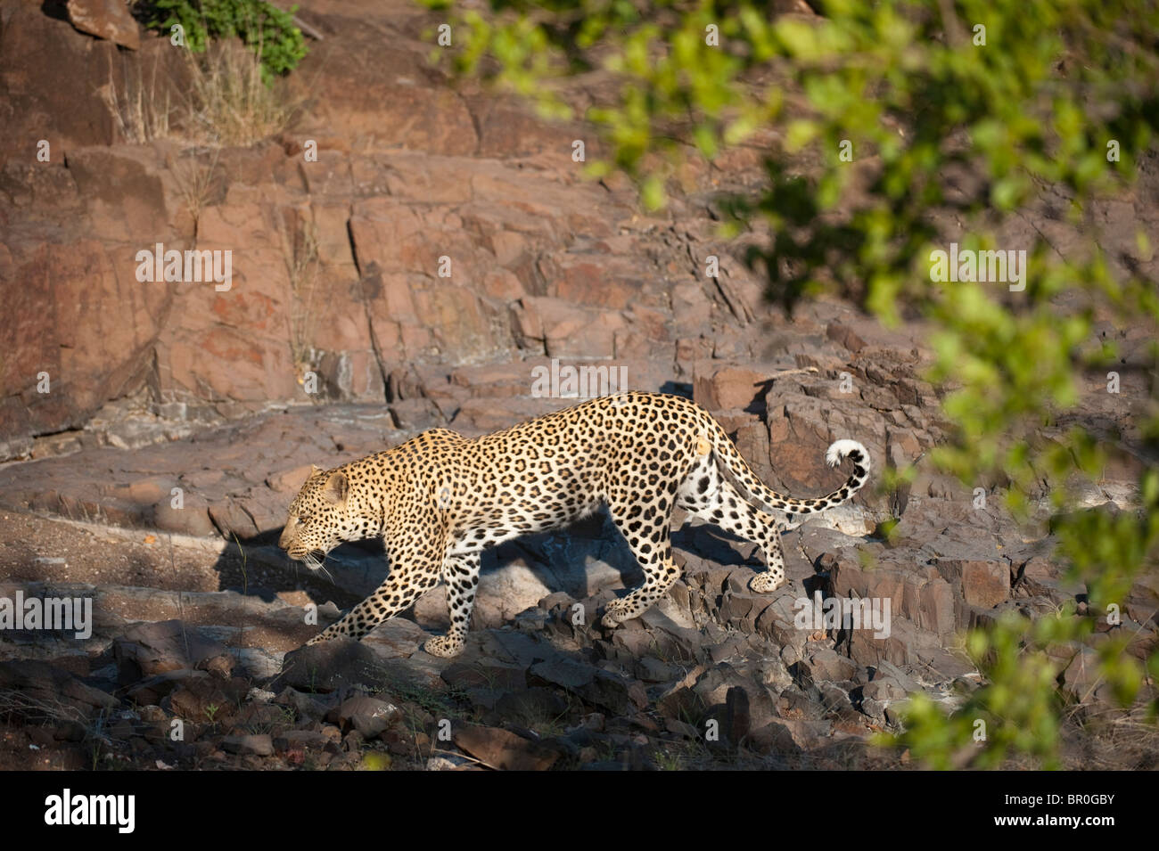Leopard (Panthera pardus), Mashatu Game Reserve, tuli block, Botswana ...