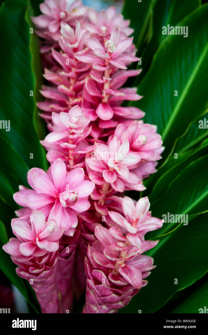Pink torch ginger Stock Photo - Alamy