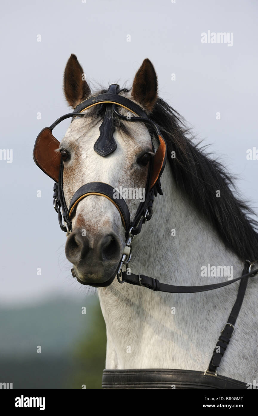 Connemara Pony (Equus ferus caballus). Portrait of a gray gelding with ...