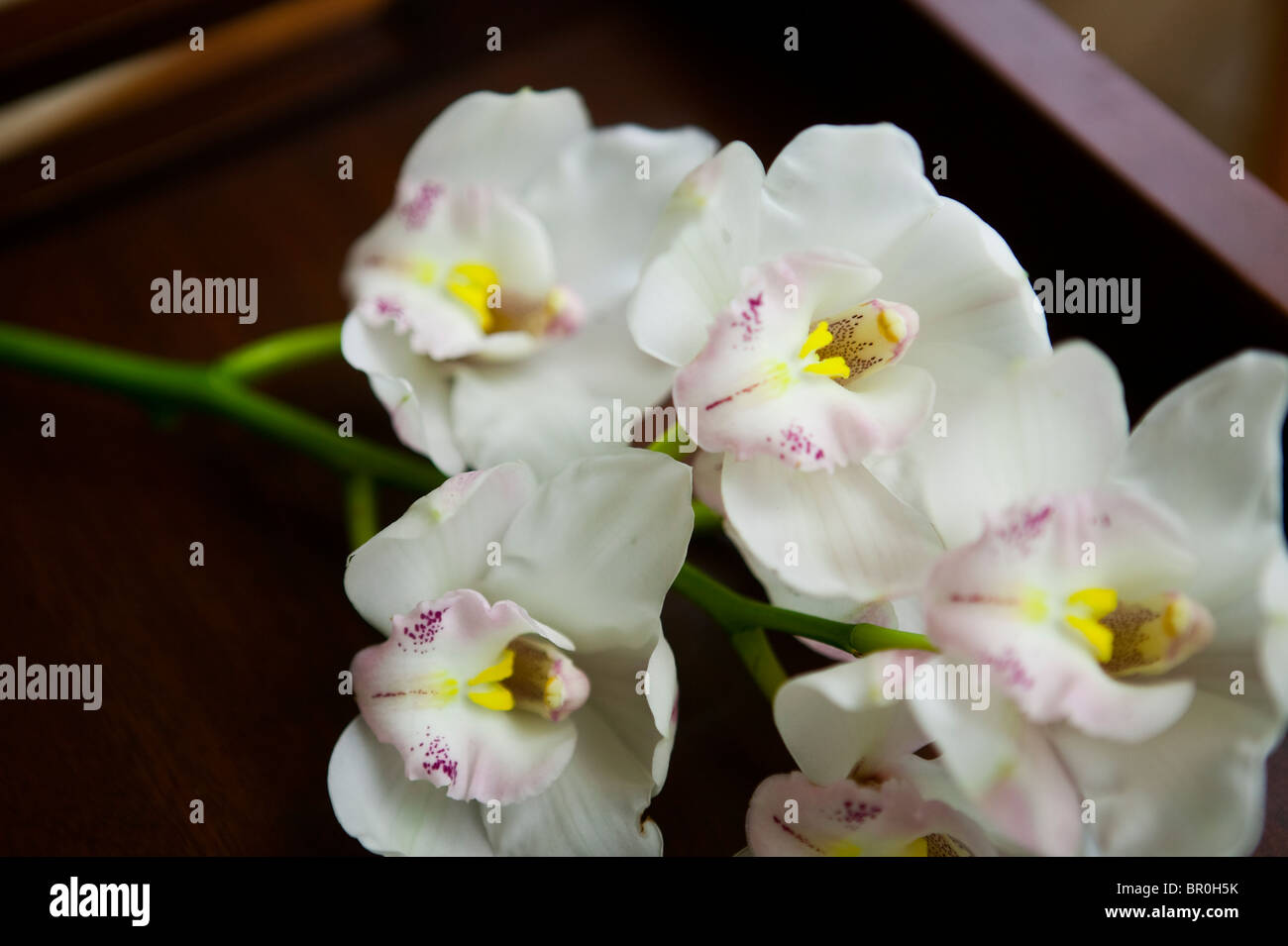 White Cymbidium orchids Stock Photo - Alamy