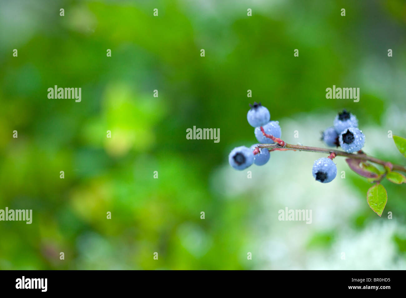 wild Maine blueberries Stock Photo - Alamy