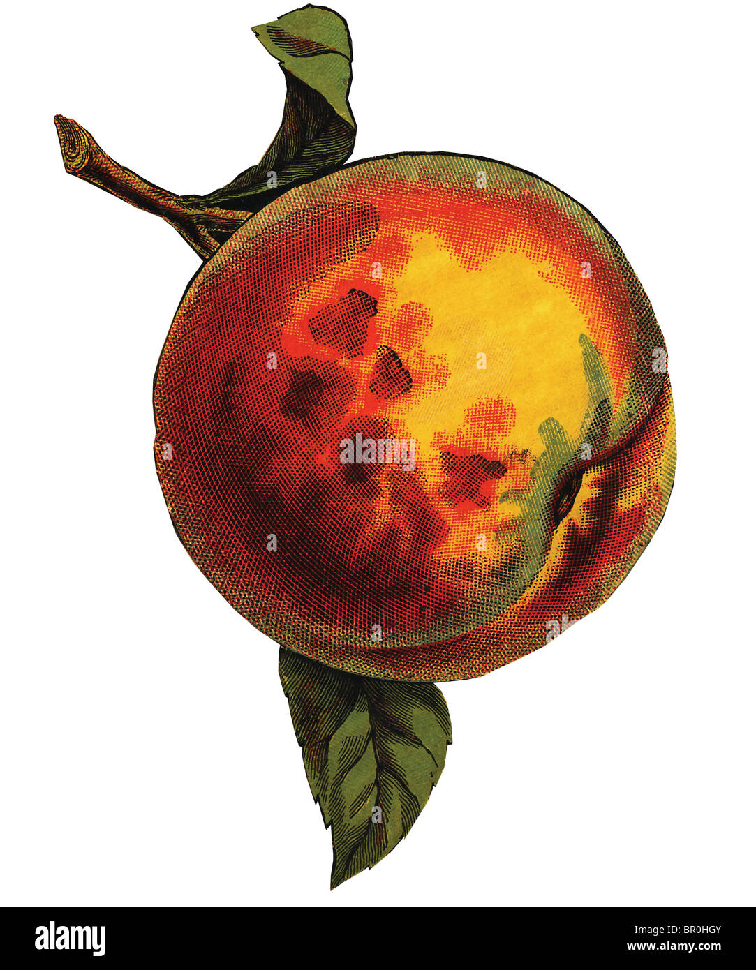Illustrations peach Cut Out Stock Images & Pictures - Alamy