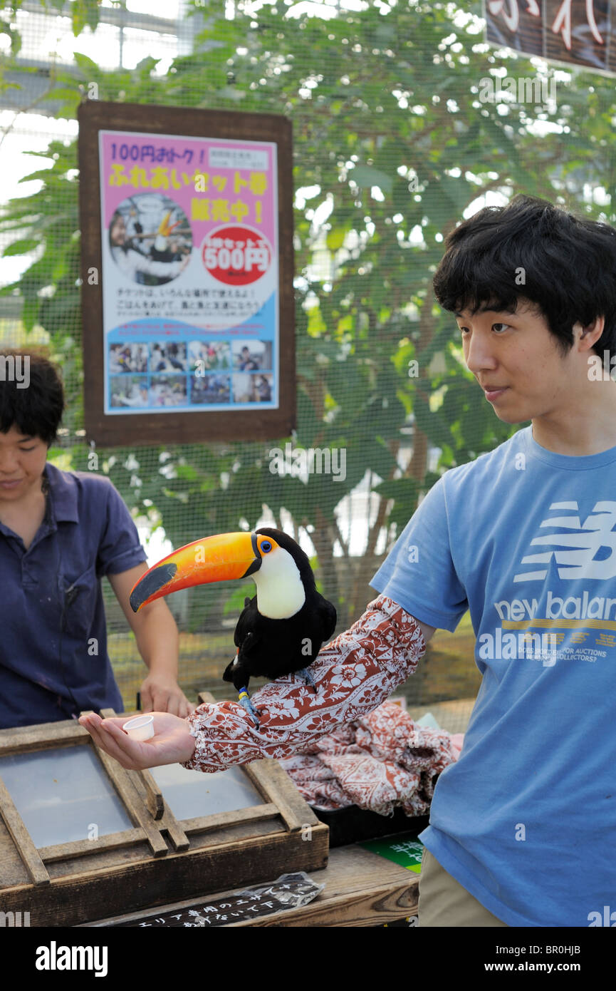 Toucan Ramphastidae High Resolution Stock Photography and Images - Alamy