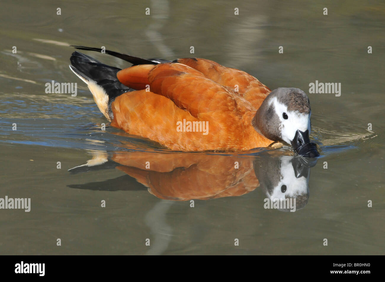 Female cape shelduck hi-res stock photography and images - Alamy