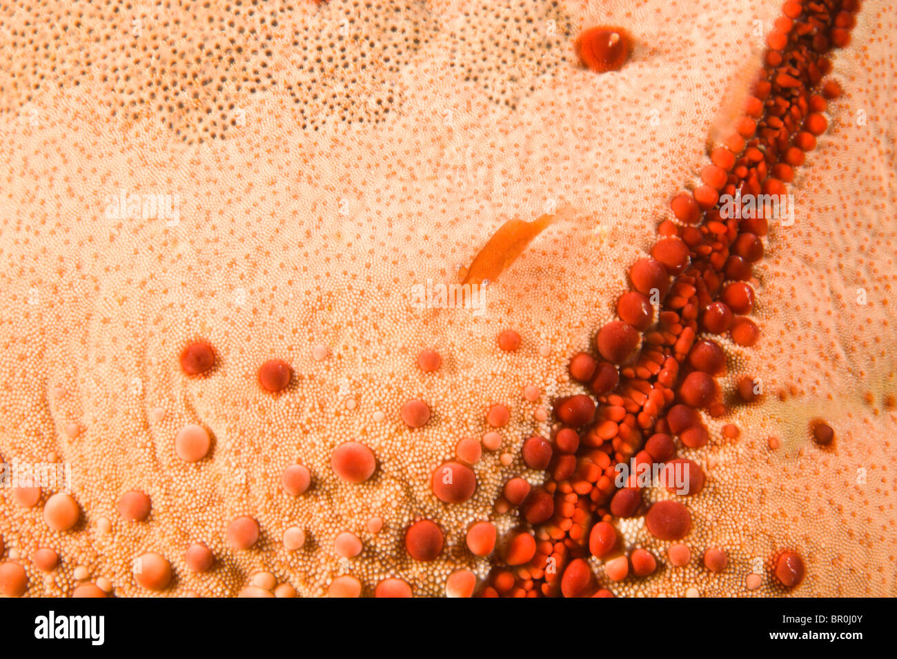 Starfish underside hi-res stock photography and images - Alamy
