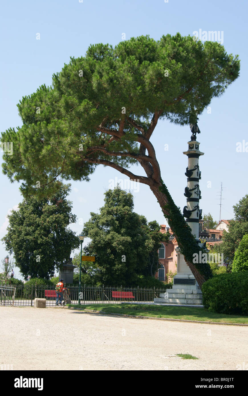 Oblique tree hi-res stock photography and images - Alamy