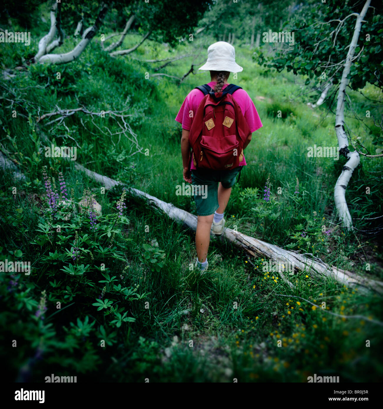 A young girl hikes through wildflowers in Mineral King Valley. Sequoia ...