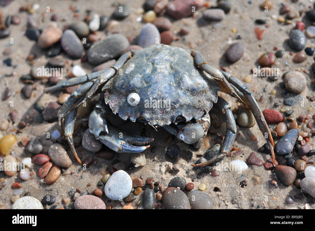 Crab scotland beach hi-res stock photography and images - Alamy