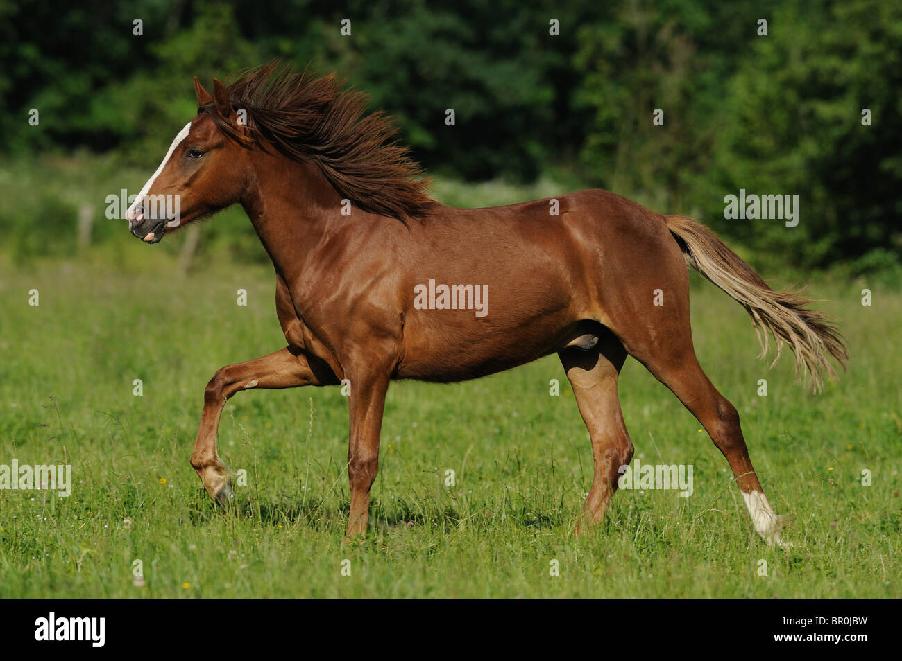 Yearling mare hi-res stock photography and images - Alamy