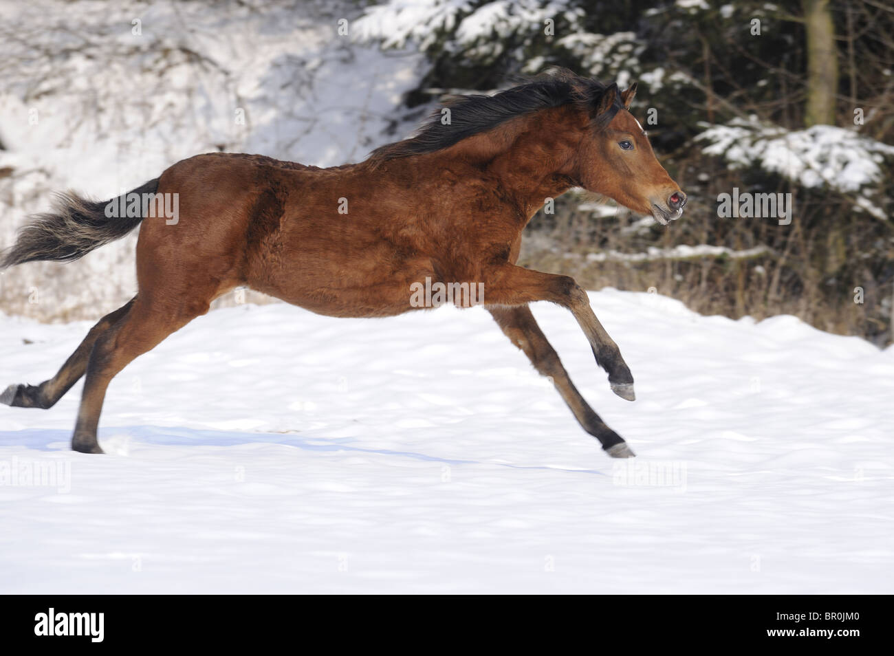 German gallop hi-res stock photography and images - Alamy