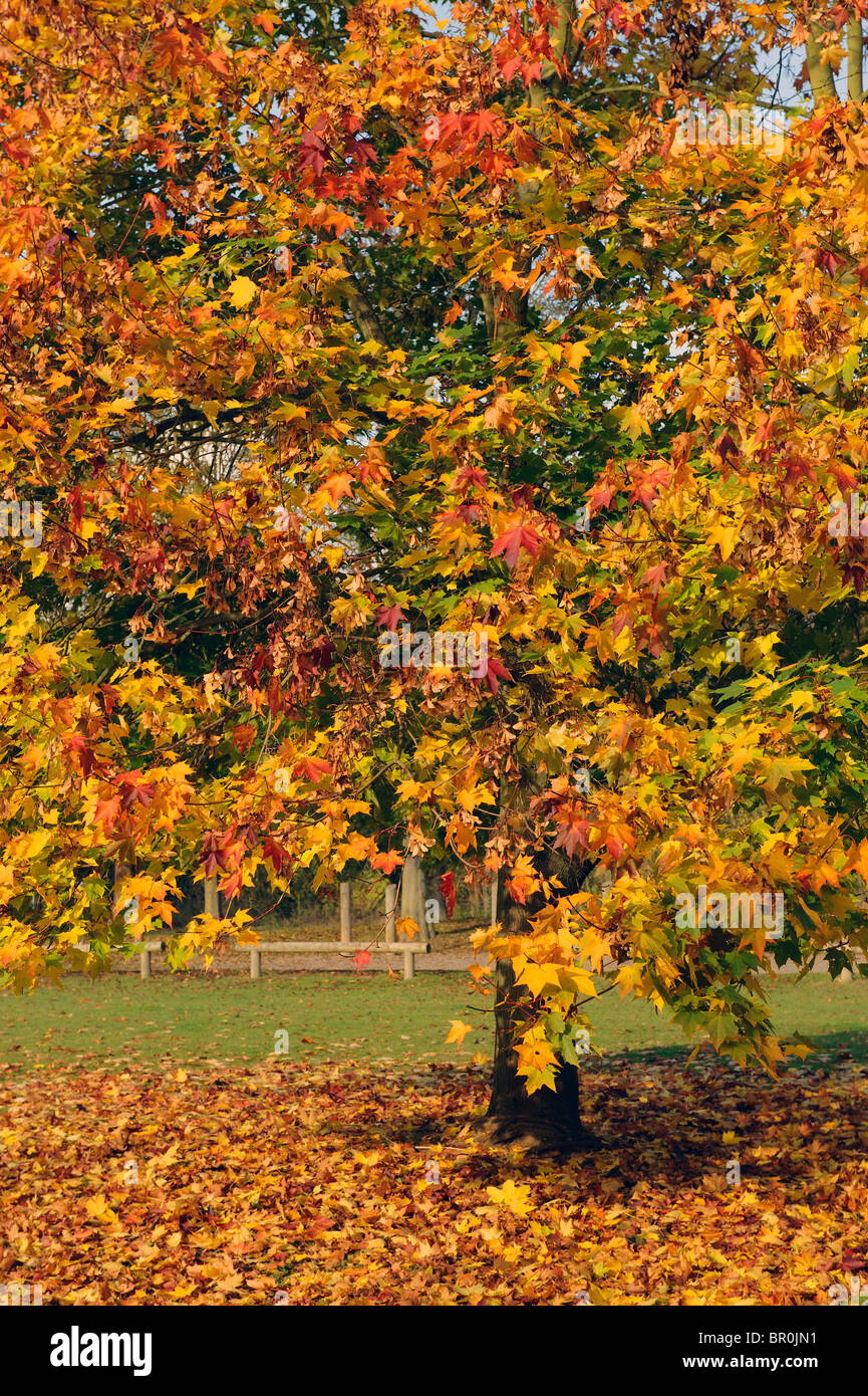 a tree in full autumn colour Stock Photo - Alamy