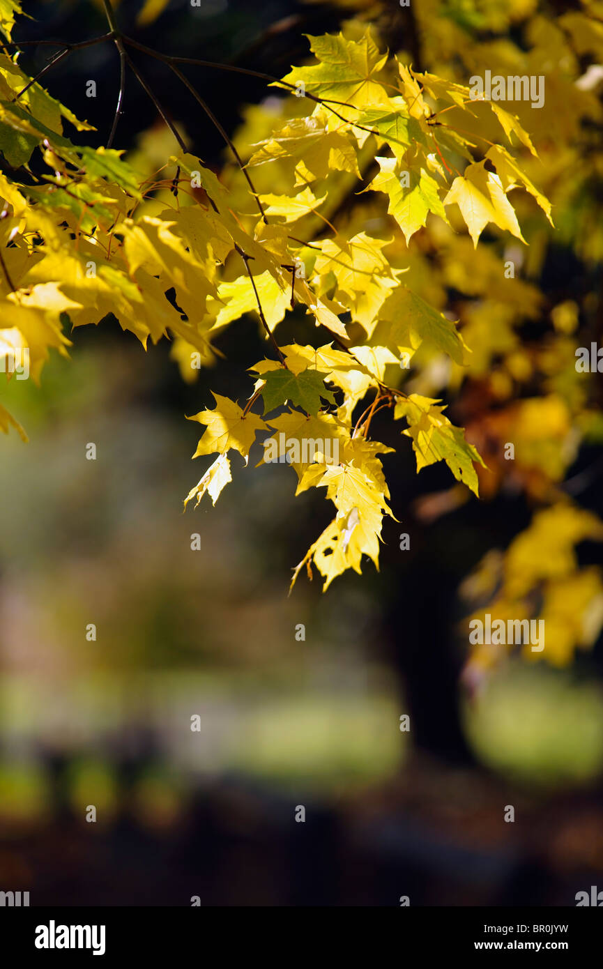 a backlit overhanging branch of leaves glow in the autumn sun Stock ...