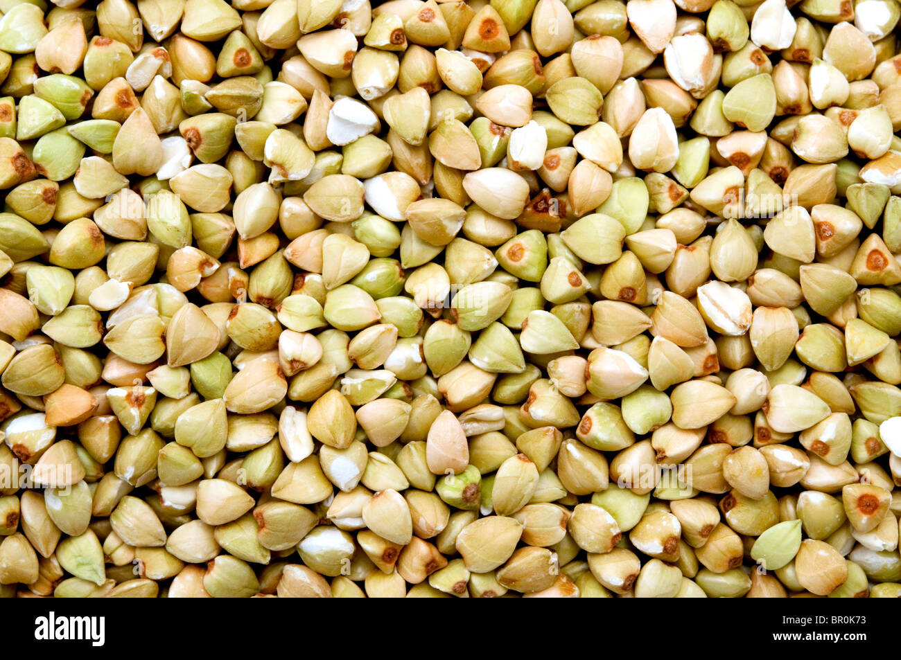 Buckwheat fagopyrum esculentum hi-res stock photography and images - Alamy