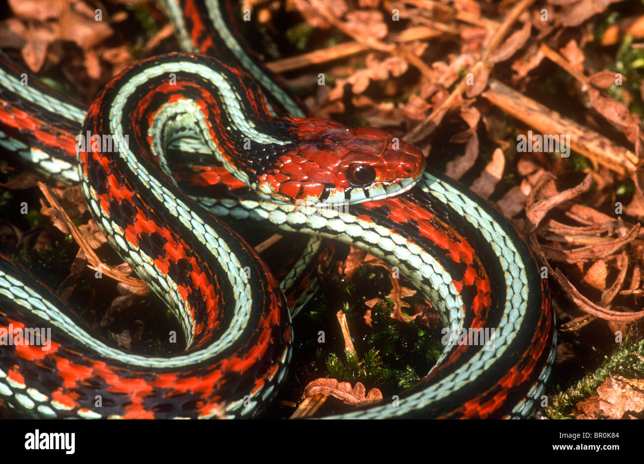 San Francisco garter snake, Thamnophis sirtalis infernalis, California ...