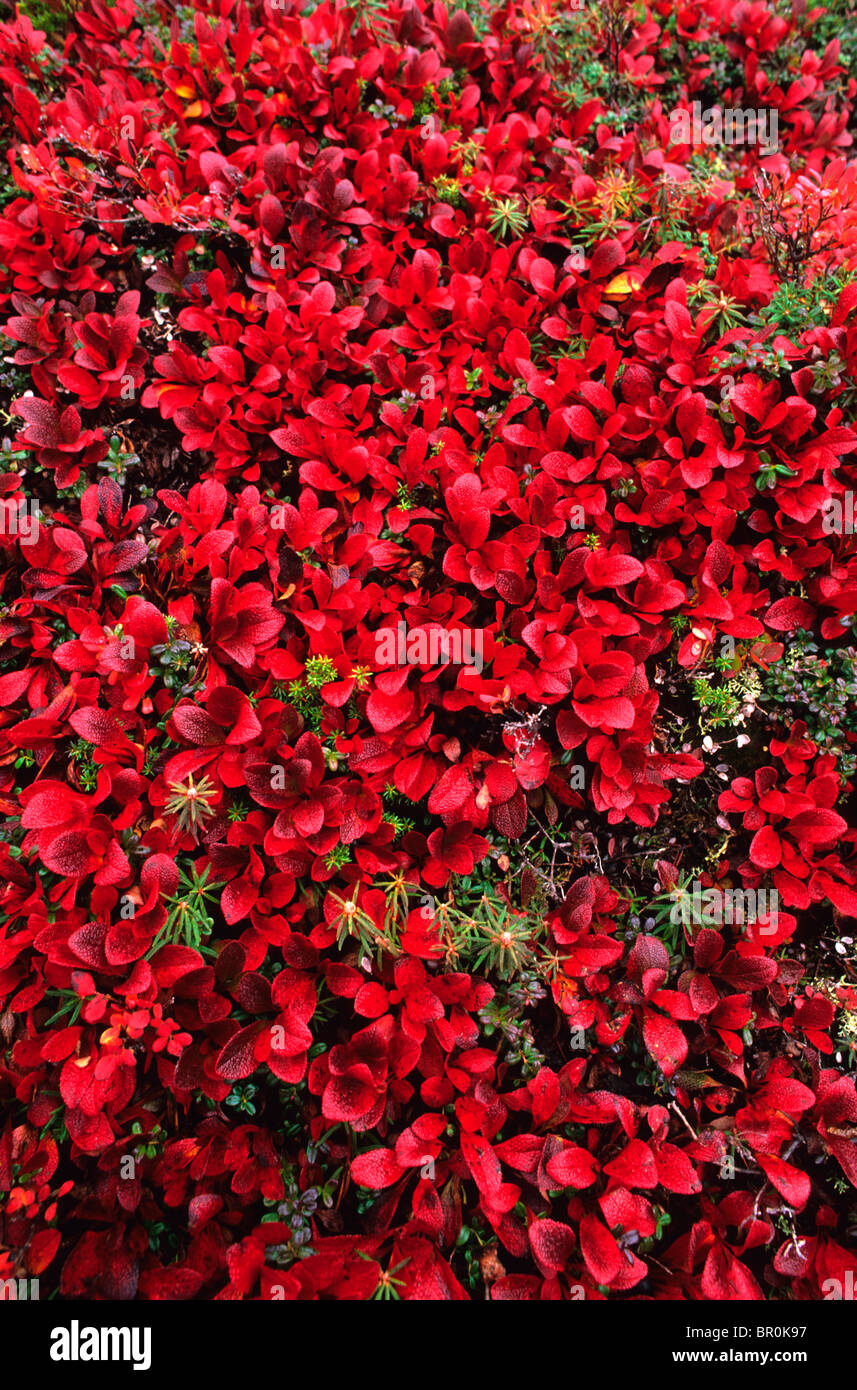 Lowbush cranberries (Viburnam Edule) Denali National Park, Alaska Stock ...