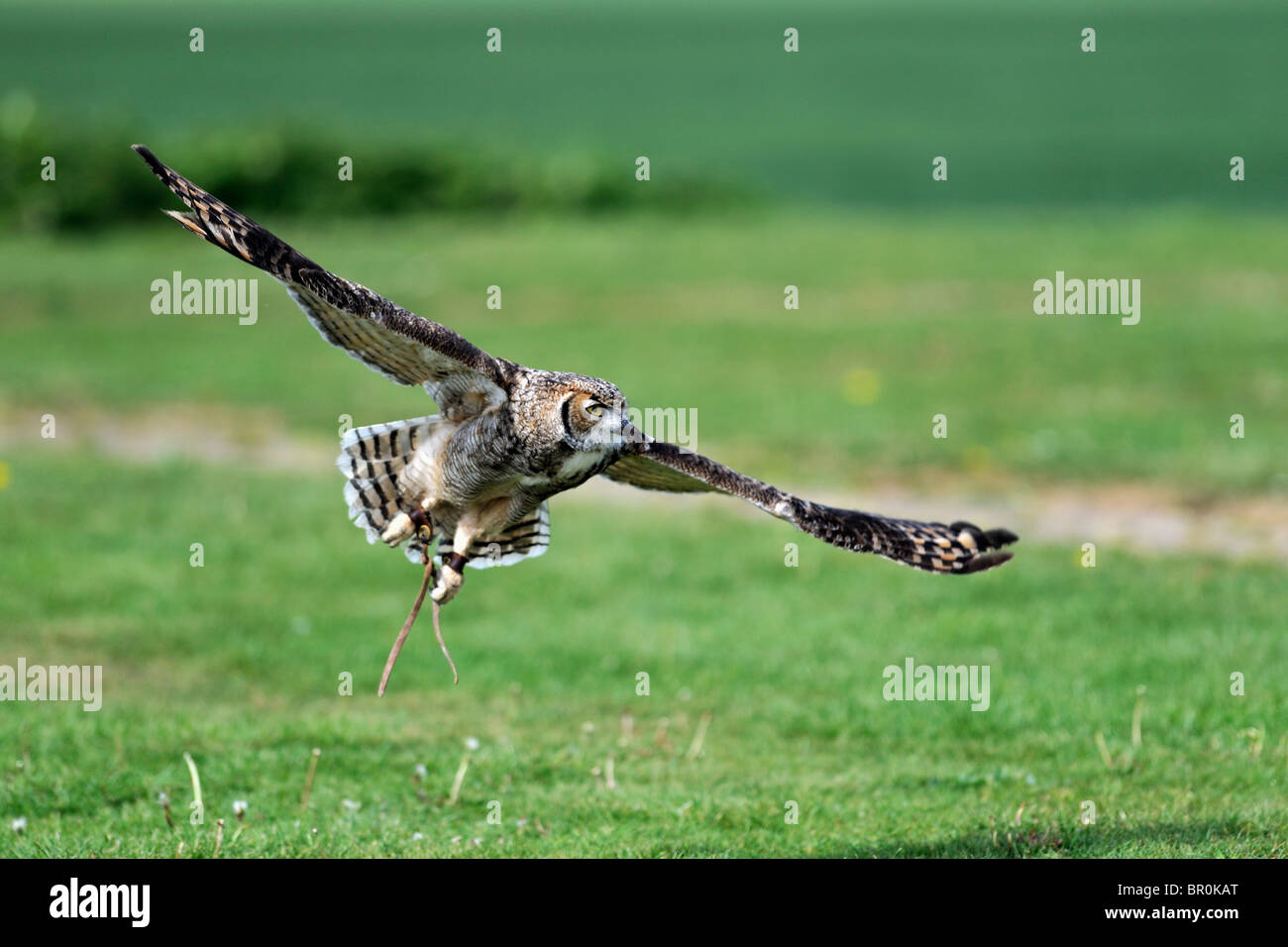 an eagle owl swooping low over the ground Stock Photo - Alamy
