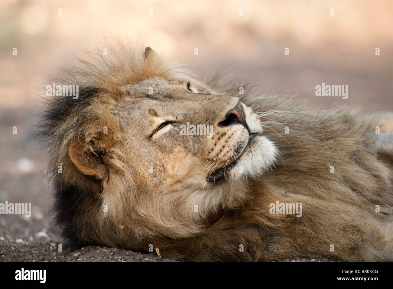 Lion (Panthero leo), Mashatu Game Reserve, tuli block, Botswana Stock ...