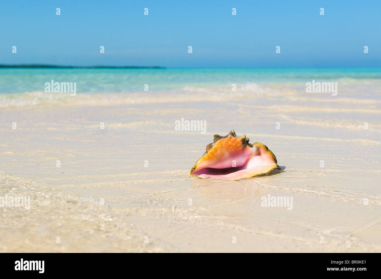 Sea shell in the beach Stock Photo - Alamy