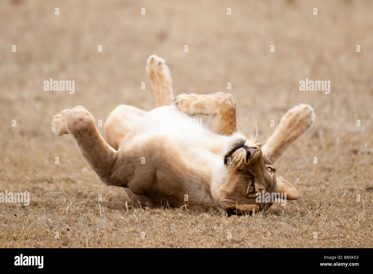Lion lying on her back (Panthero leo), Mashatu Game Reserve, tuli block ...