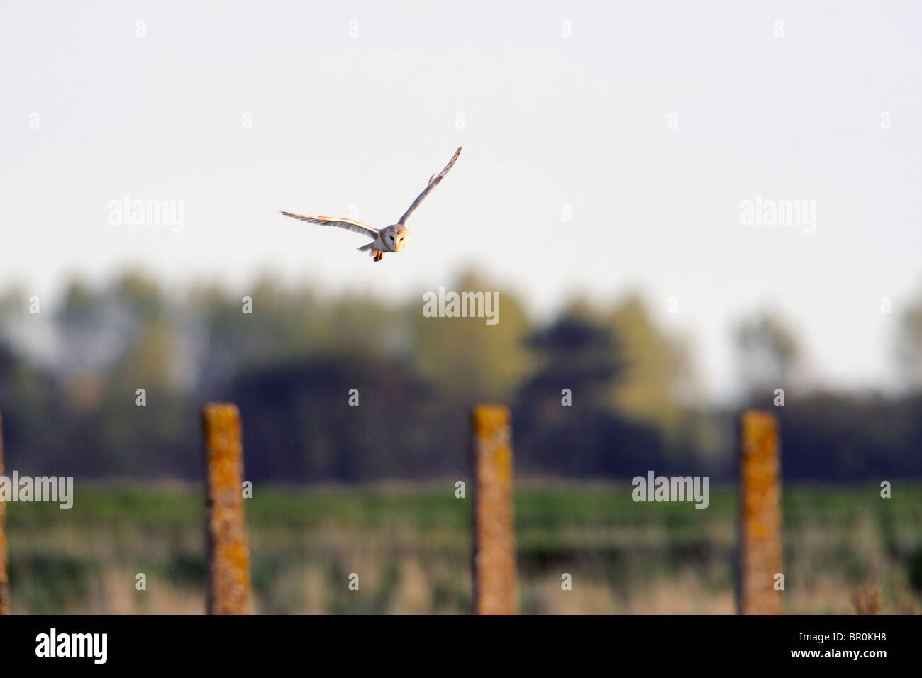 a barn owl hunting during daylight Stock Photo - Alamy